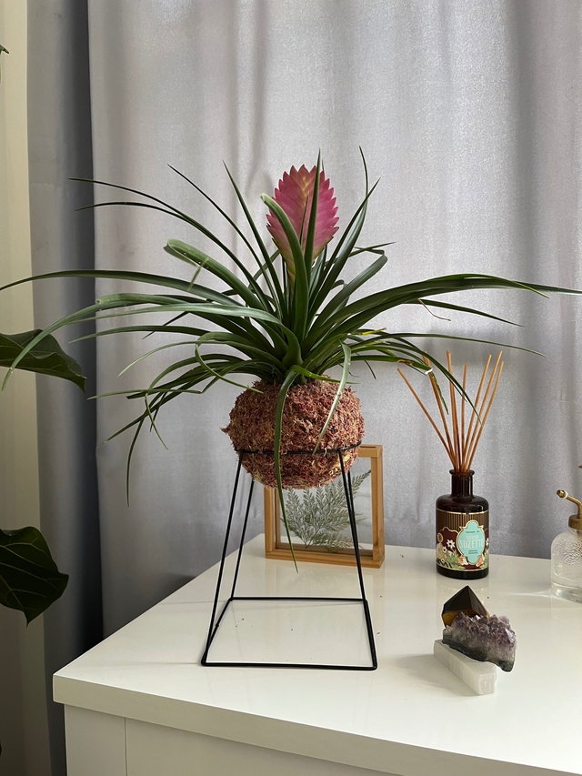 Flores - Loja especializada em kokedamas - Kokesampa