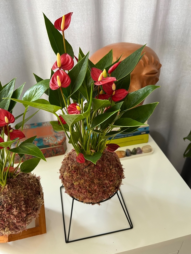 Anturio - Loja especializada em kokedamas - Kokesampa