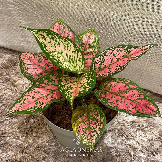 Aglaonema Pink Beauty