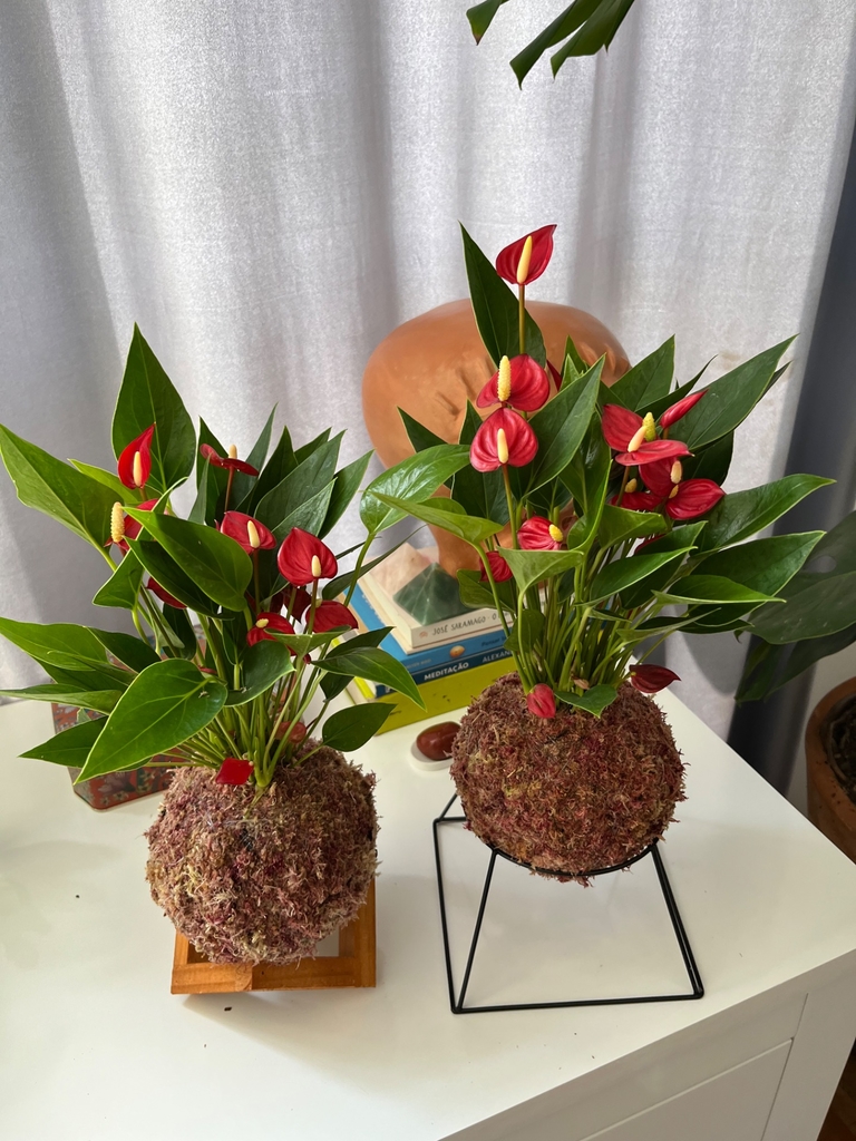 Anturio - Loja especializada em kokedamas - Kokesampa