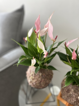 Loja especializada em kokedamas - Kokesampa