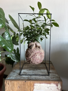 Loja especializada em kokedamas - Kokesampa