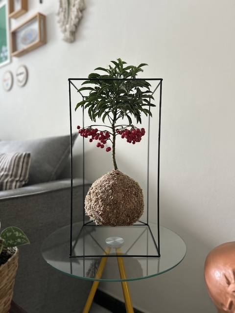 Loja especializada em kokedamas - Kokesampa