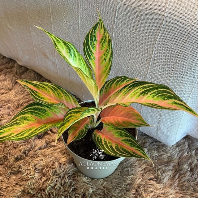 Aglaonema Panamá Pink - Comprar em Aglaonemas Brasil