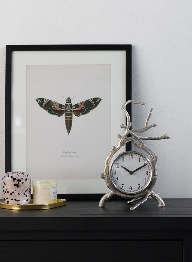 Cuadro Colección Insectum - Comprar en Agustina Cerato