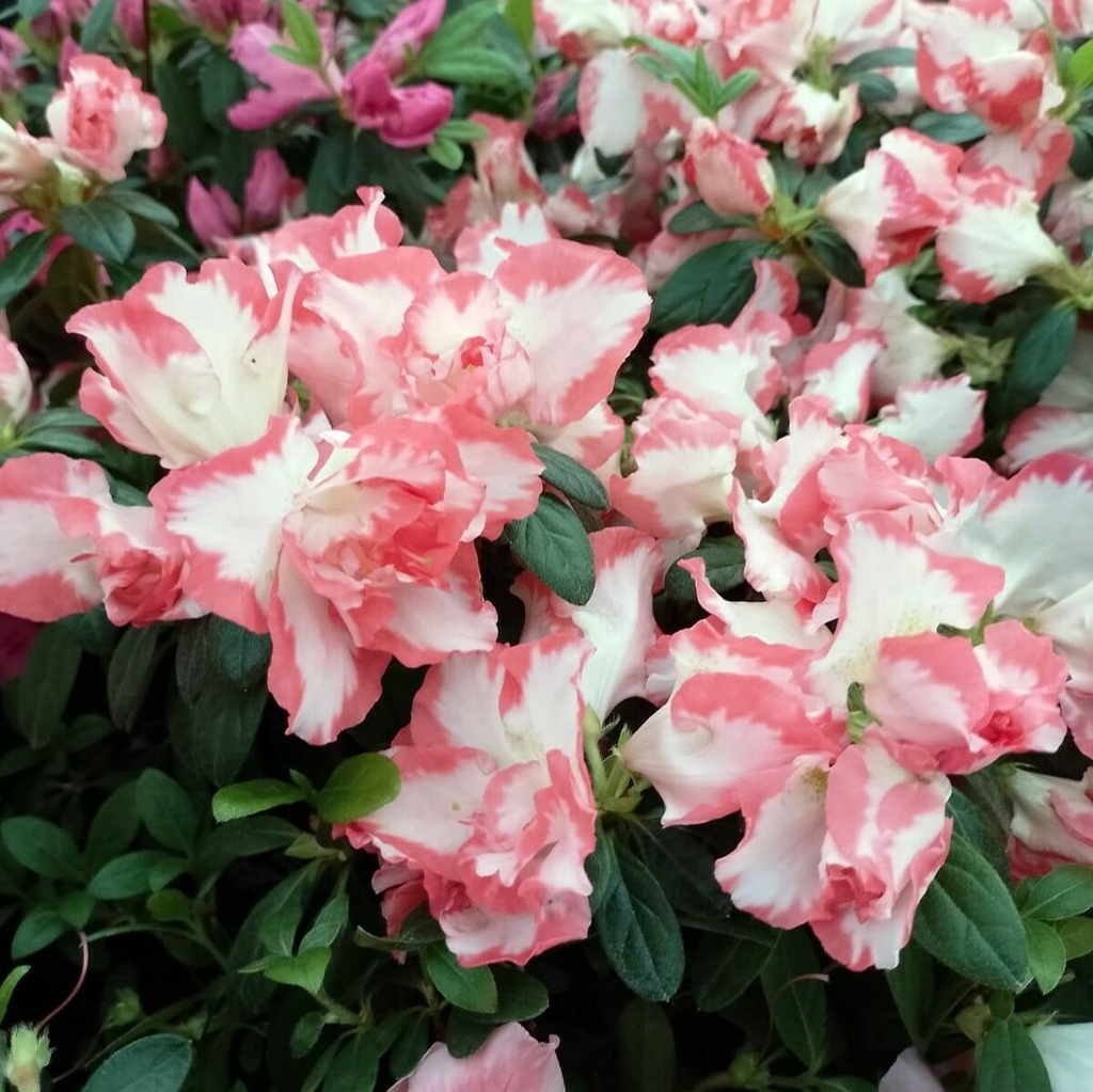 Azalea Doble - Comprar en Vivero Mario