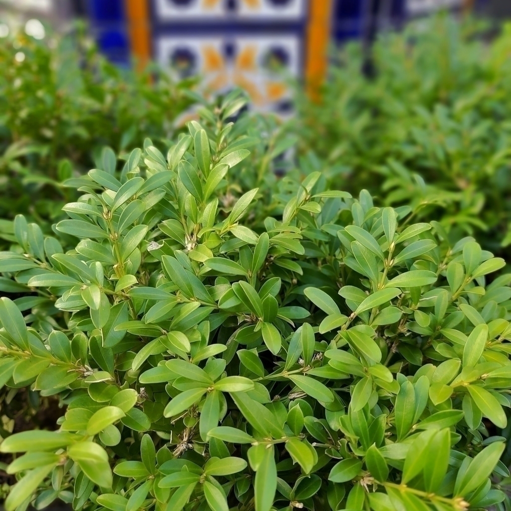 Buxus Microphylla - Comprar en Vivero Mario
