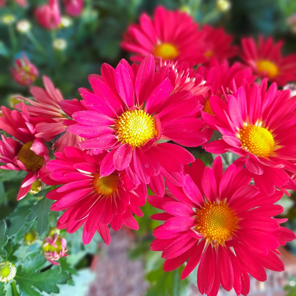 Crisantemo Simple - Comprar en Vivero Mario