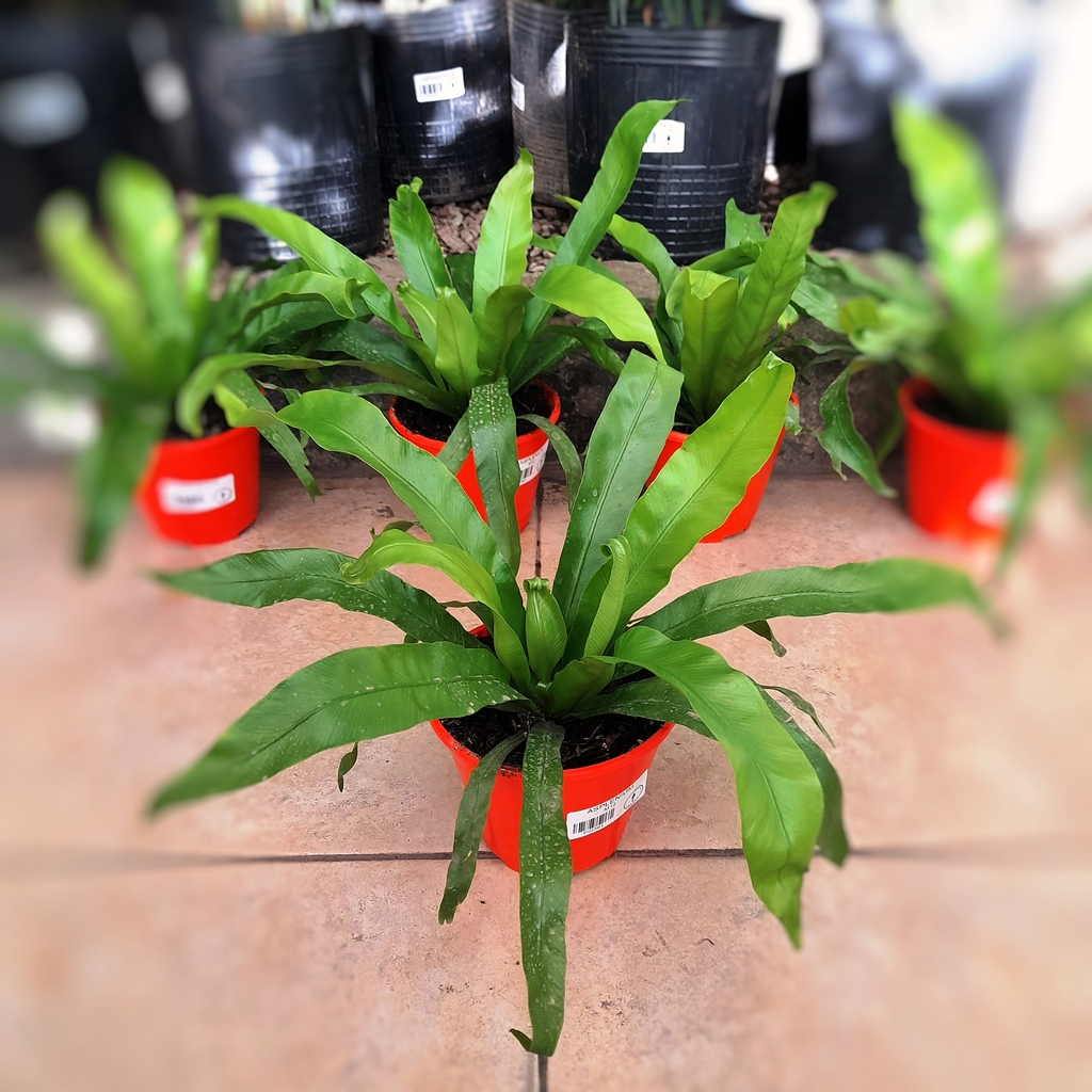 Helecho Asplenium - Comprar en Vivero Mario