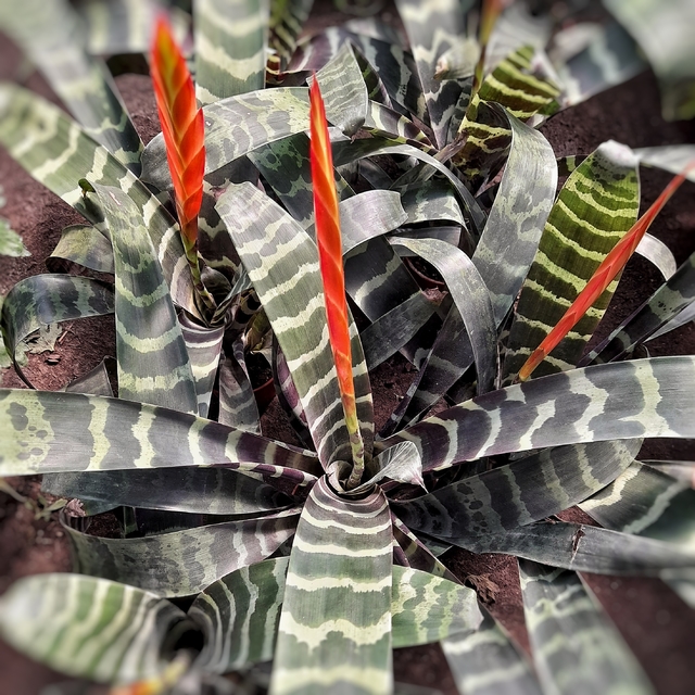 Vriesea Splendens - Comprar en Vivero Mario